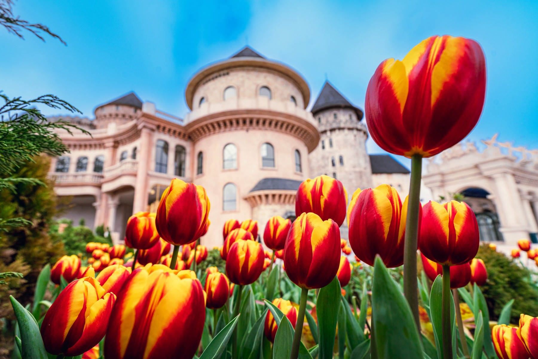 Mercure Danang French Village Bana Hills - Vibrant Tulip Festival ...